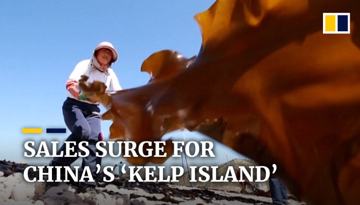 China’s ‘kelp island’ expecting multimillion dollar sales windfall as ...
