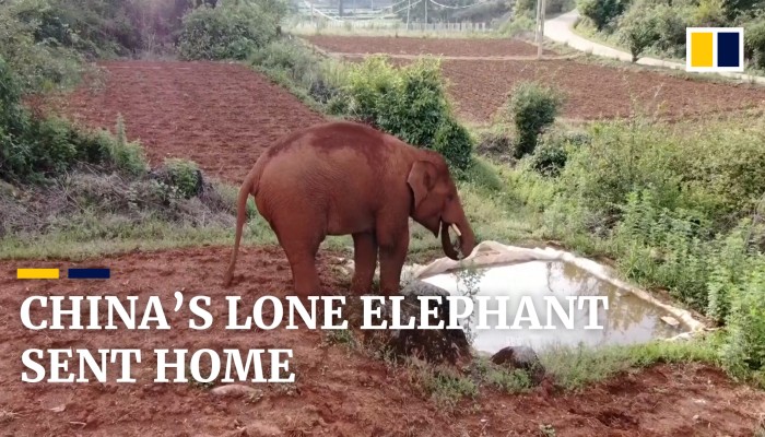Lone Asian elephant that left China’s ‘wandering herd’ sent home to ...