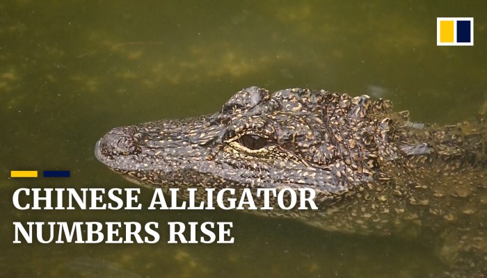 Endangered Chinese alligator population recovering amid China’s ...