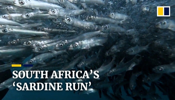 South Africa’s ‘sardine run’: an annual migration spectacle for divers ...
