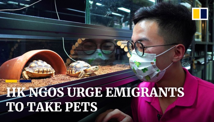 ‘Bring your pets if you emigrate’: Hong Kong animal-rights groups urge ...