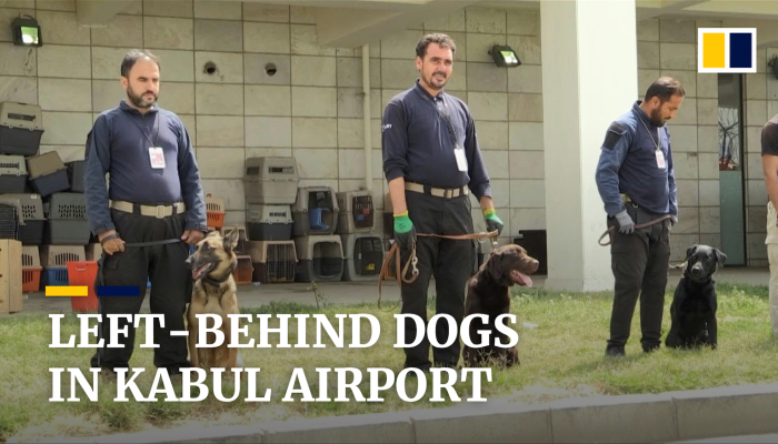 Dogs left behind at Afghanistan’s Kabul airport get new handlers ...