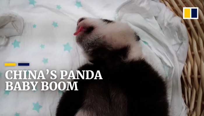 Giant panda numbers surge in China, but ‘less adorable’ animals still ...