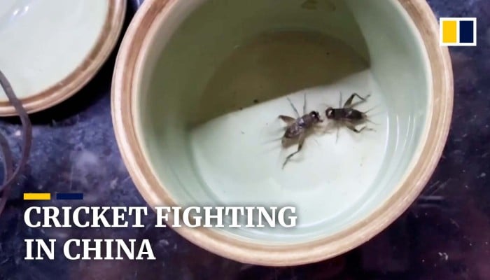 In China, crickets put up a good fight | South China Morning Post