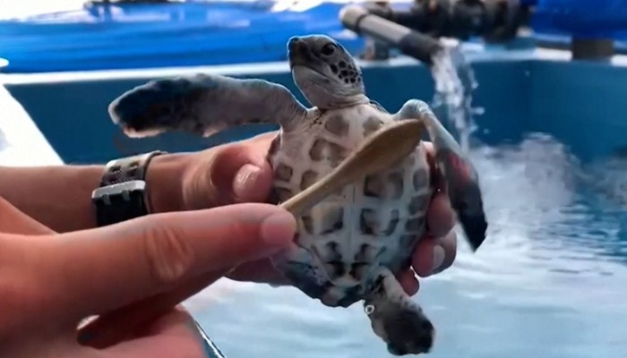 Endangered green sea turtle gets brushed and cleaned at Japanese marine ...