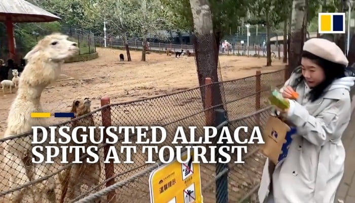 Disgusted alpaca spits at tourist in China | South China Morning Post