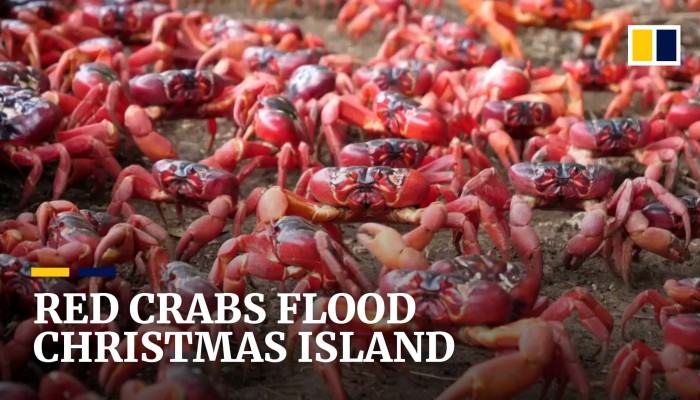 Christmas Island turns red as millions of crabs march to sea for annual ...