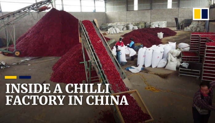 Hot and spicy! Chinese facility produces millions of chilli peppers a ...