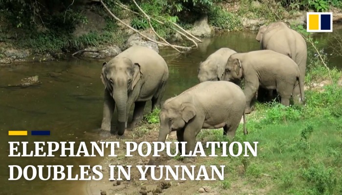 Endangered wild Asian elephant population in China doubles amid ...