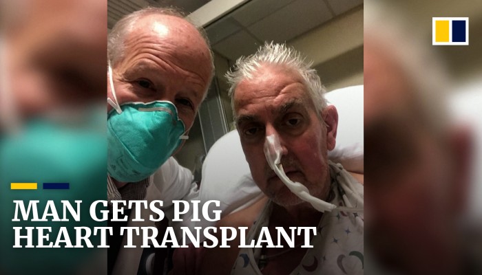 Terminally ill heart patient gets genetically modified pig’s heart in ...