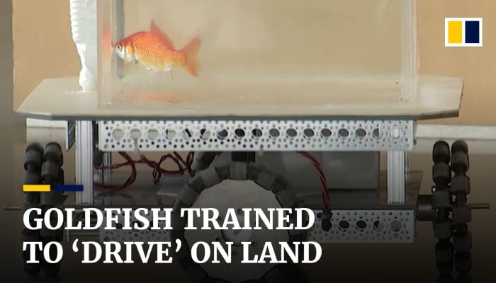 Fish out of water? Scientists have trained these goldfish to ‘drive ...