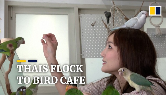 Customers flock to Bangkok’s bird cafe to hang out with feathered ...