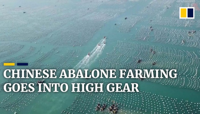 China’s abalone farming in Fujian province goes into high gear with ...