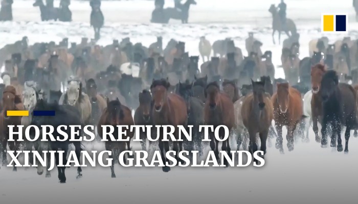 Horses return to fresh grasslands in Xinjiang as spring arrives in ...