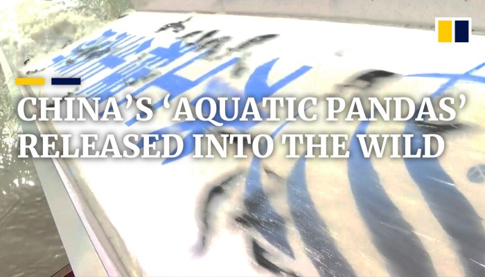 About 50,000 Chinese sturgeon fry, known as ‘aquatic panda’, released into Yangtze River | South ...