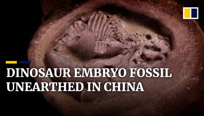 Perfectly preserved hadrosaurus embryo fossil discovered in China ...