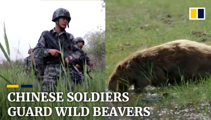 Chinese soldiers guard endangered beavers in Xinjiang | South China ...