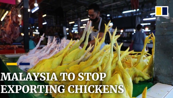 Malaysia to ban the export of chickens from June 1 | South China ...