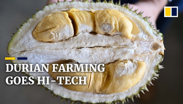Malaysian durian plantation goes hi-tech to maximise production | South ...