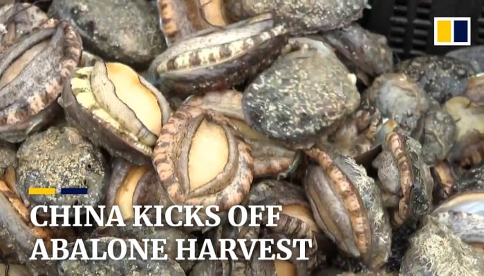 Abalone harvest season starts off China’s eastern coast | South China ...