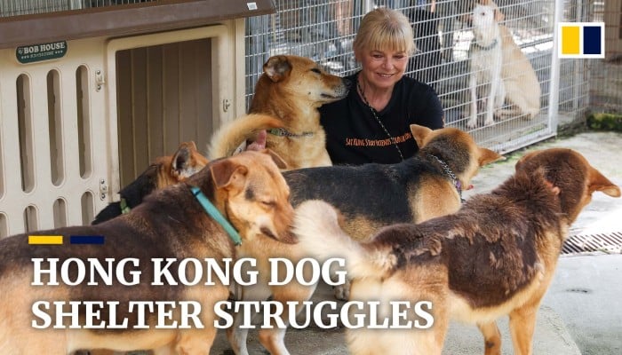 Hong Kong dog shelter struggles amid jump in number of stranded pets ...