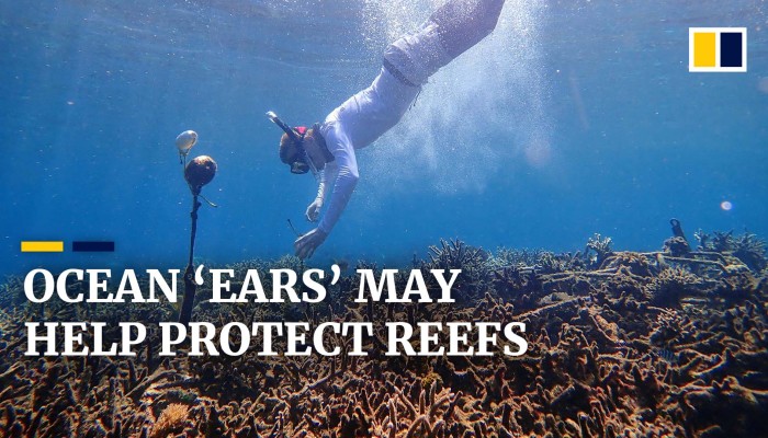 Scientists keep an ear on coral reef health by monitoring ocean sounds ...