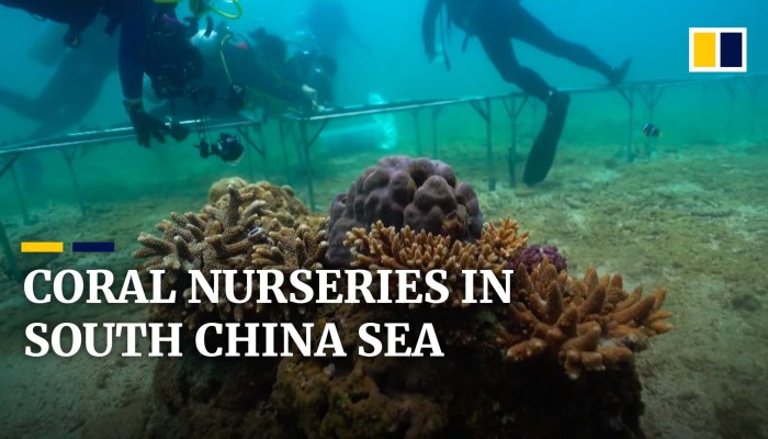 Artificial coral reefs planted in South China Sea to celebrate World ...