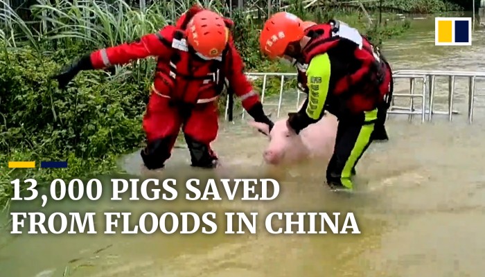 Rescuers save 13,000 pigs trapped in flash floods in China’s southern ...