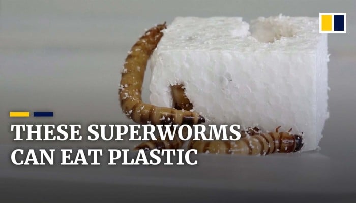 Plastic-eating superworms with ‘recycling plant’ in their guts might ...