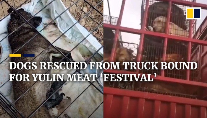 Hundreds of dogs rescued from truck bound for Yulin dog meat ‘festival ...