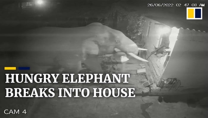 Hungry elephant smashes down kitchen wall to pilfer food in southern ...