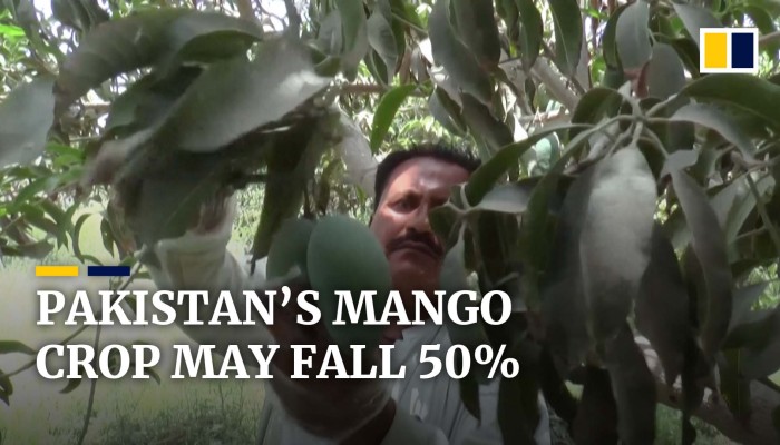 Pakistan’s mango yield expected to drop by half due to climate change ...