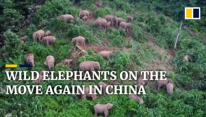 China’s wild elephants roaming again outside nature reserve in Yunnan ...