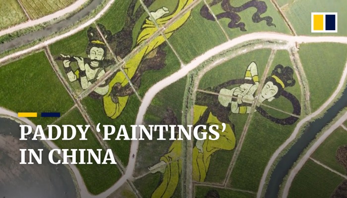 Agricultural art: paddy ‘paintings’ in northwestern China formed by ...