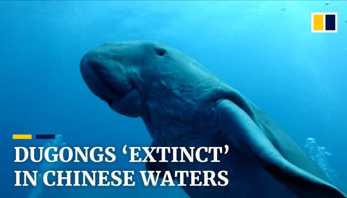 Dugong becomes first large mammal declared functionally extinct in ...