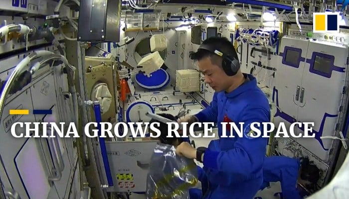 China grows rice, other plants in space as part of Tiangong station ...