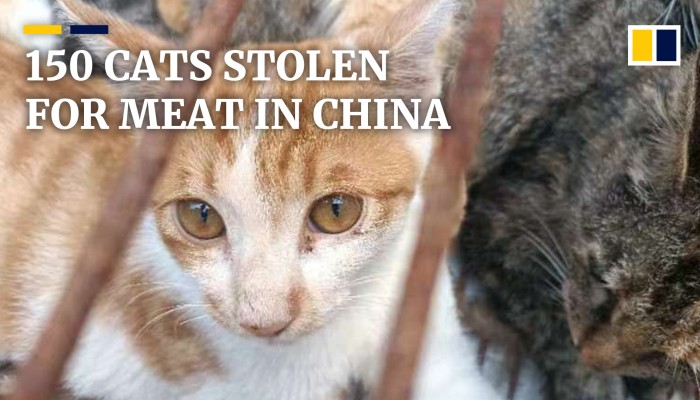 150 stolen pet cats rescued from meat traders in China | South China ...