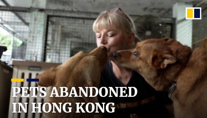 Abandoned pets fill Hong Kong shelters amid mass emigration of city’s ...