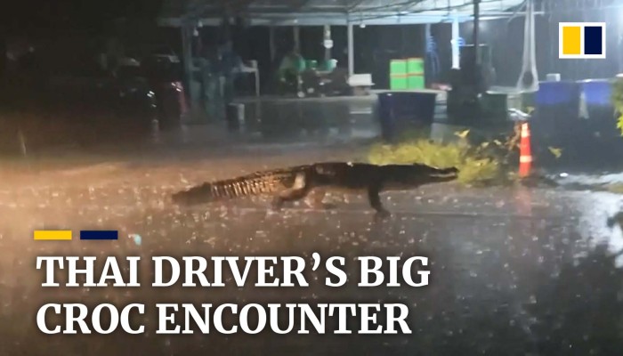 Driver finds large crocodile on the road during heavy storm in Thailand ...