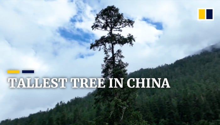 China’s tallest tree found inside a forest in Tibet is as high as a 28 ...