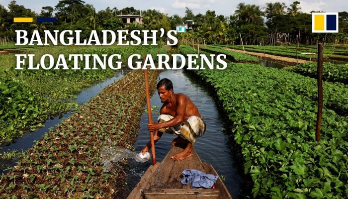 Floating farms in Bangladesh enables year-round farming | South China ...