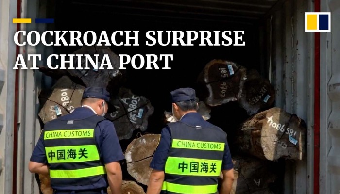 Chinese customs officers accidentally discover new cockroach species in ...