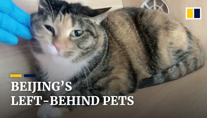 China’s left-behind pets get some love as owners are sent to quarantine ...