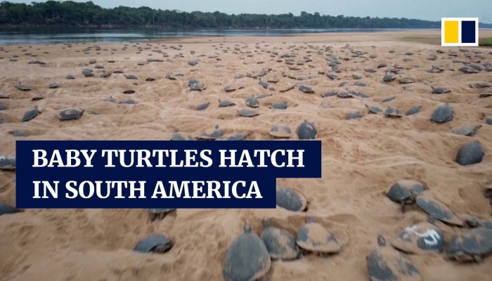 Thousands of baby turtles hatch in world’s largest single assembly of ...