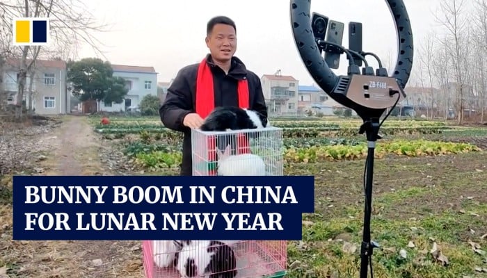 Pet bunnies become popular in China as people welcome Year of the ...
