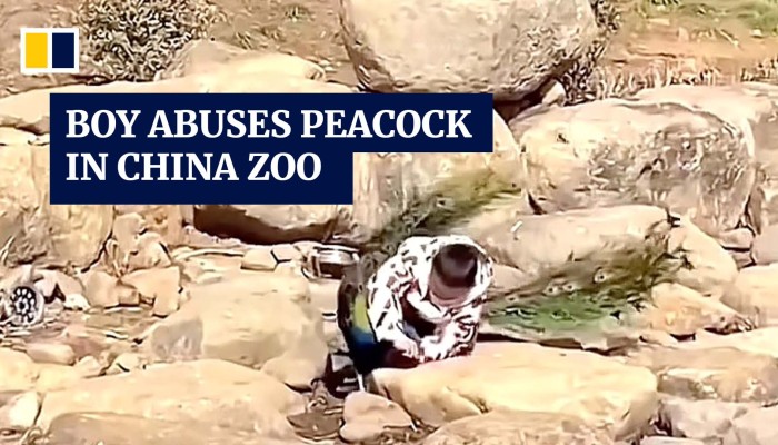Boy abuses peacock in China zoo | South China Morning Post