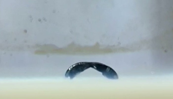 Biomedical marvel: HK, US scientists develop soft magnetic robots ...