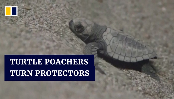 Filipino turtle poachers become protectors in marine conservation push ...