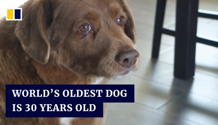 30-year-old pooch in Portugal named world’s oldest dog by Guinness ... 30-year-old pooch in Portugal named world’s oldest dog by Guinness ...