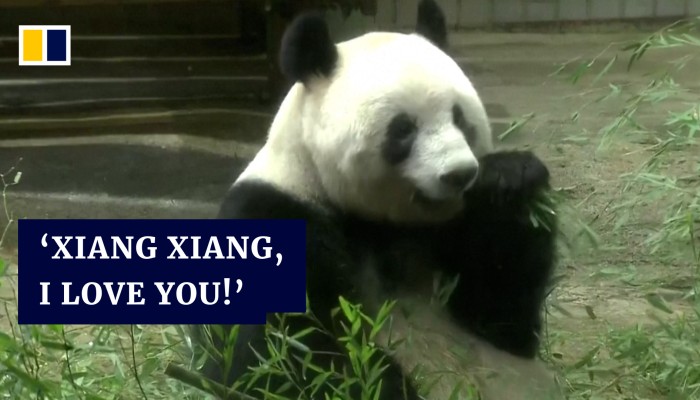 With tears and waves, Japan sends giant panda ‘home’ to China | South ...